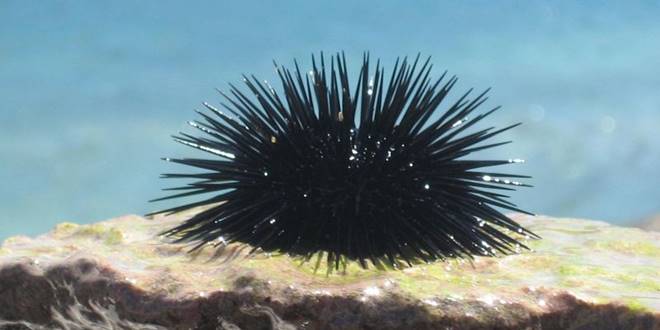 Αχινός. Τι να κάνετε αν πατήσετε αχινό στην θάλασσα - παραλία